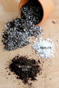 How to Grow Succulents From Cuttings