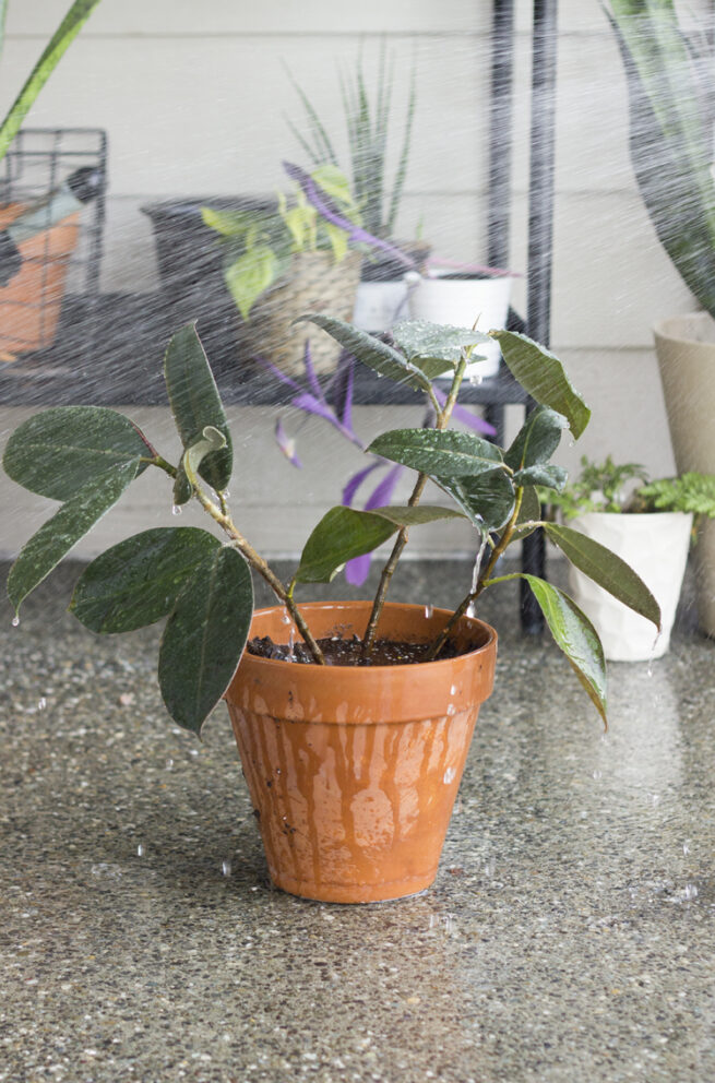Six Easy Steps to Refresh Your Houseplants for Summer