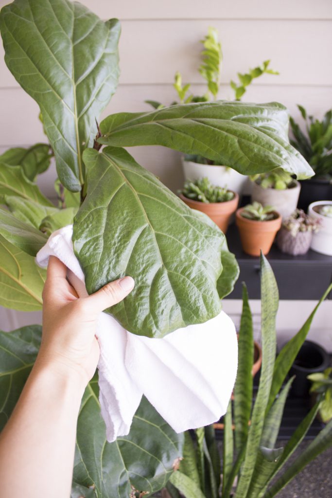 Six Easy Steps to Refresh Your Houseplants for Summer