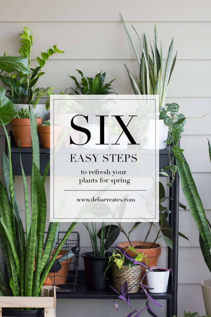 Six Easy Steps to Refresh Your Houseplants for Summer